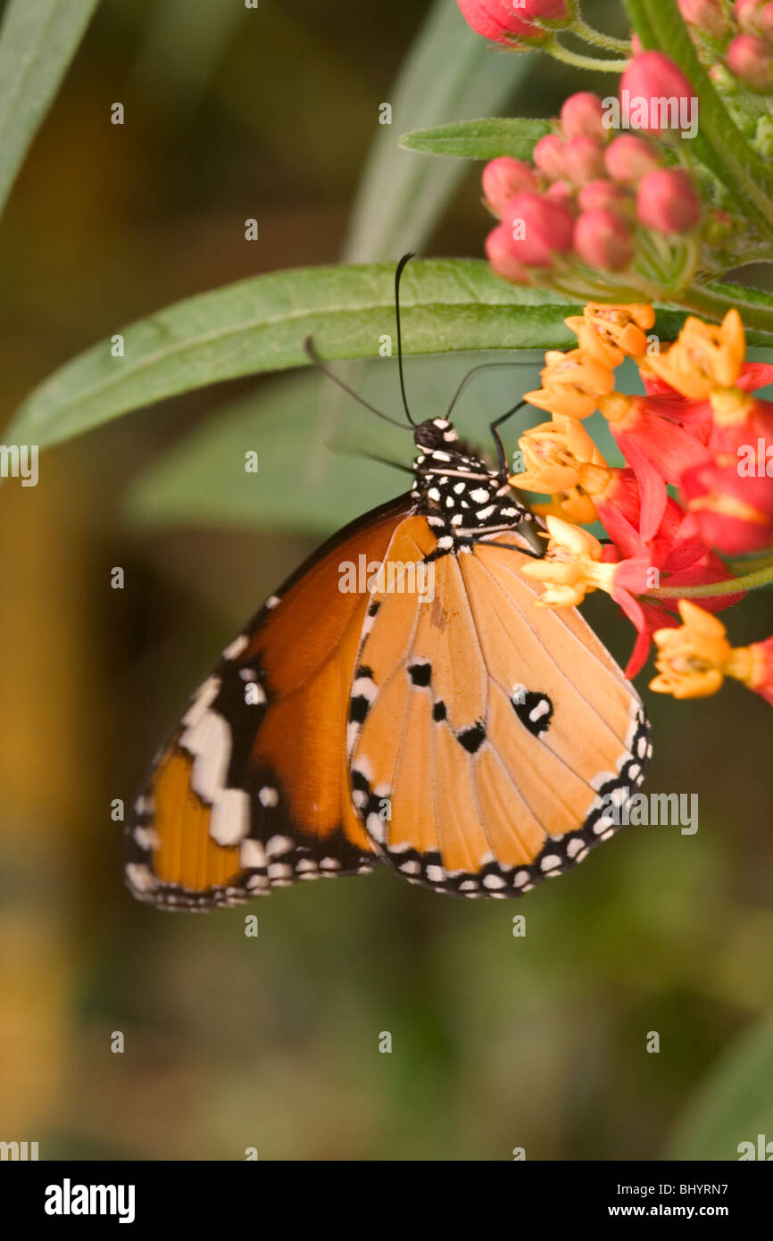 Chrysippus hi-res stock photography and images - Alamy