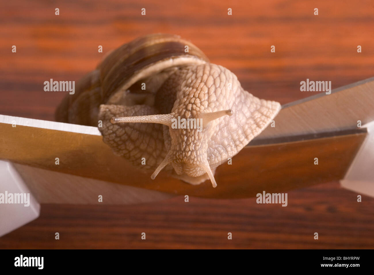 snailson a scissors Stock Photo - Alamy