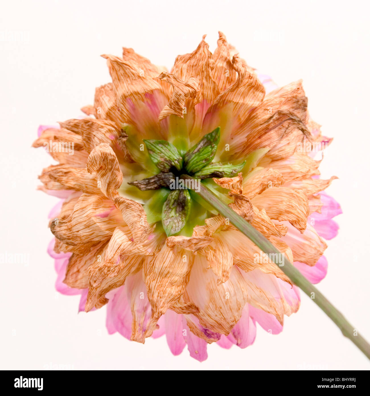 Faded flower hi-res stock photography and images - Alamy