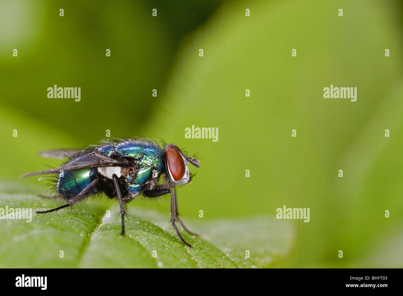 greenbottle fly (Lucilia caesar Stock Photo - Alamy
