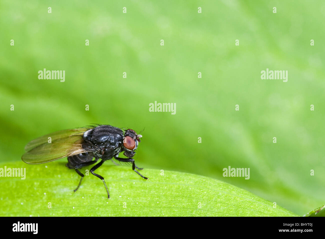 Diptera suborder hi-res stock photography and images - Alamy