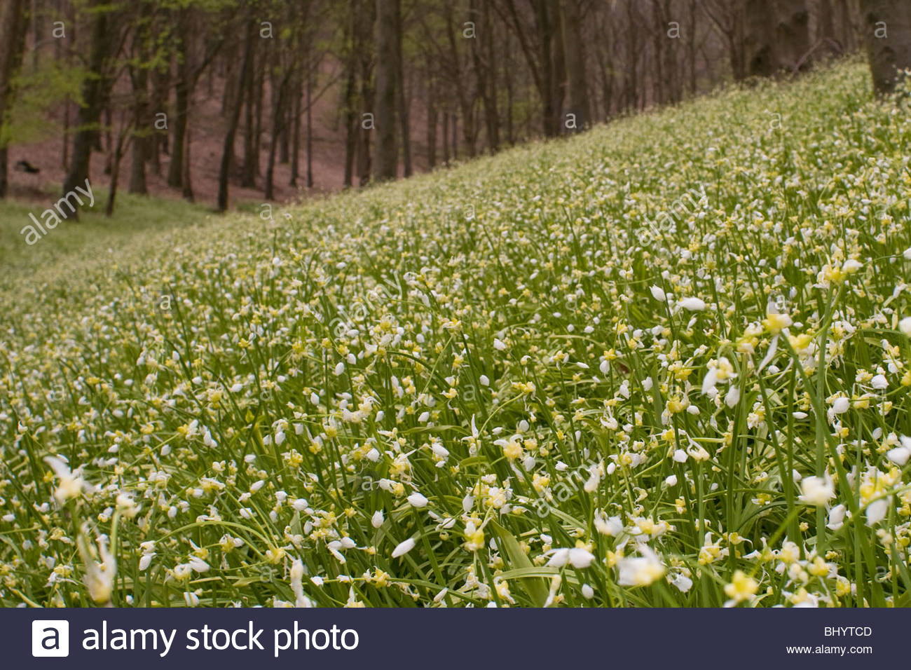 Paradoxum High Resolution Stock Photography and Images - Alamy