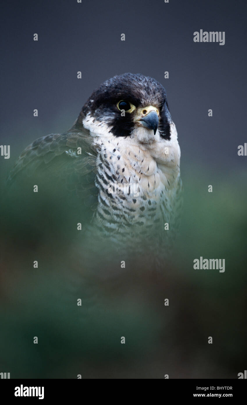Peregrine Falcon portrait Stock Photo - Alamy