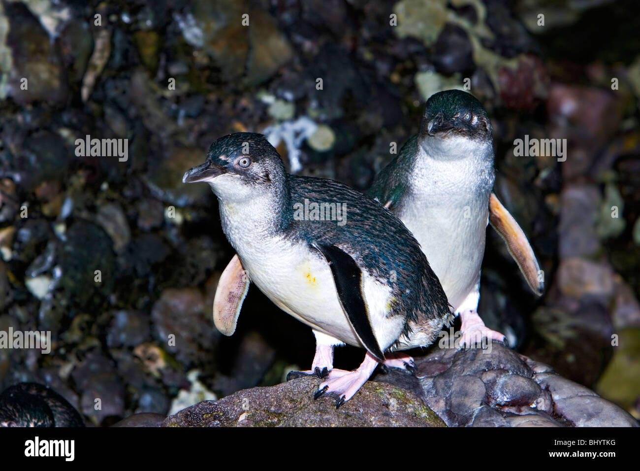 Little Penguin (Eudyptula minor) - Tasmania Stock Photo - Alamy