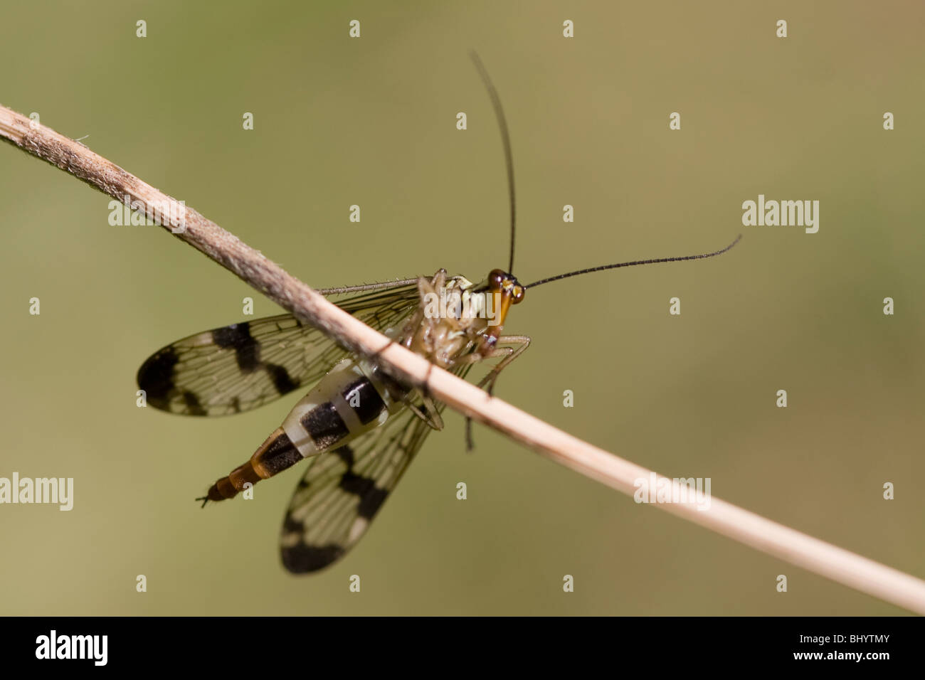 Scorpionflies hi-res stock photography and images - Alamy