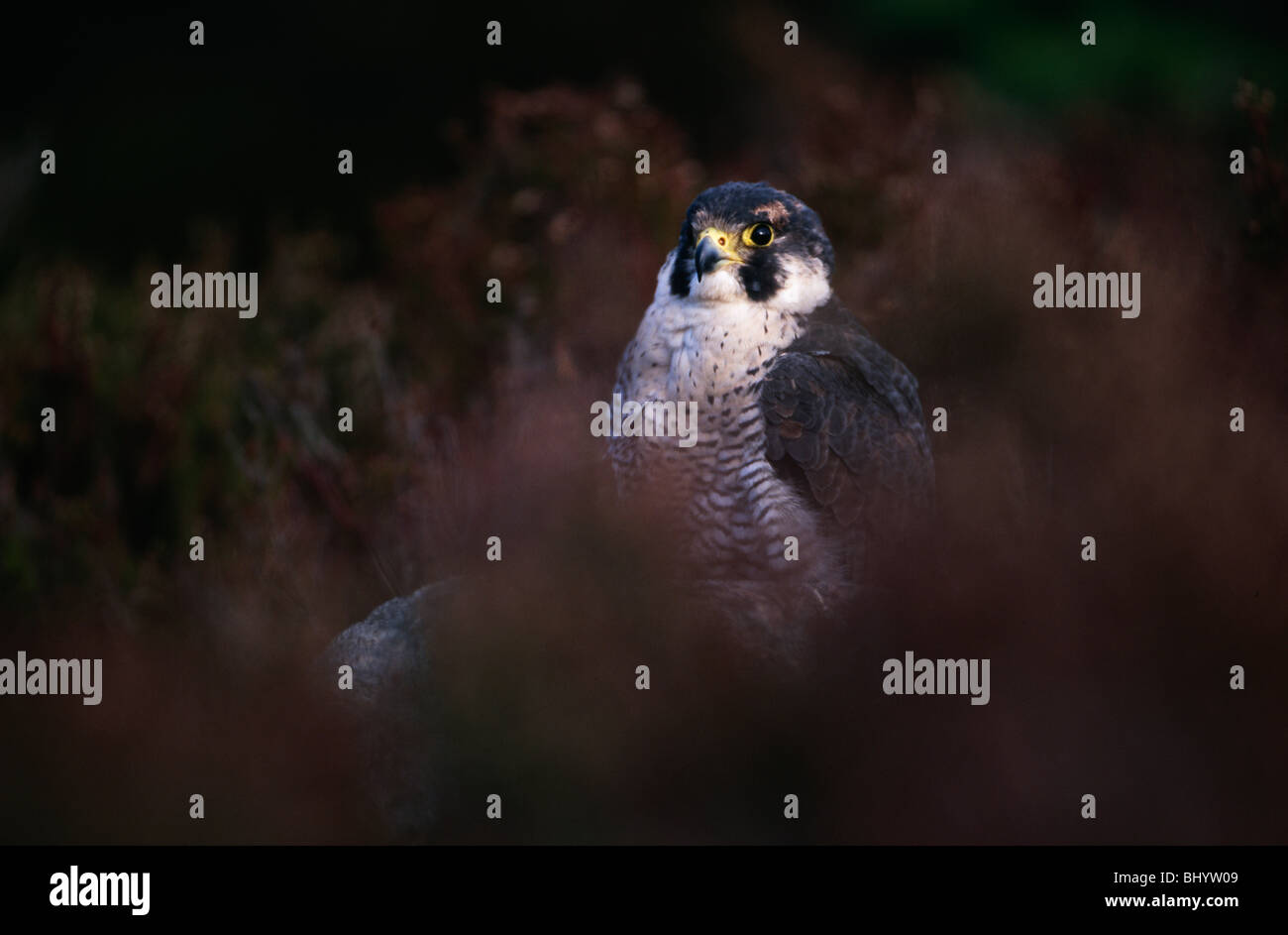 Peregrine Falcon portrait Stock Photo - Alamy