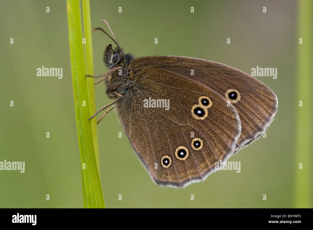 Ringlet - Aphantopus hyperantus Stock Photo - Alamy