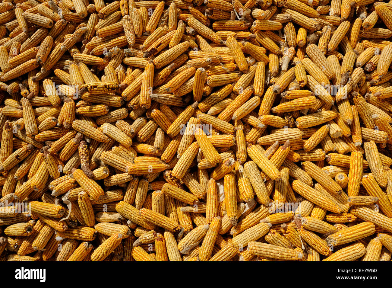 Corn cobs drying - China Stock Photo - Alamy