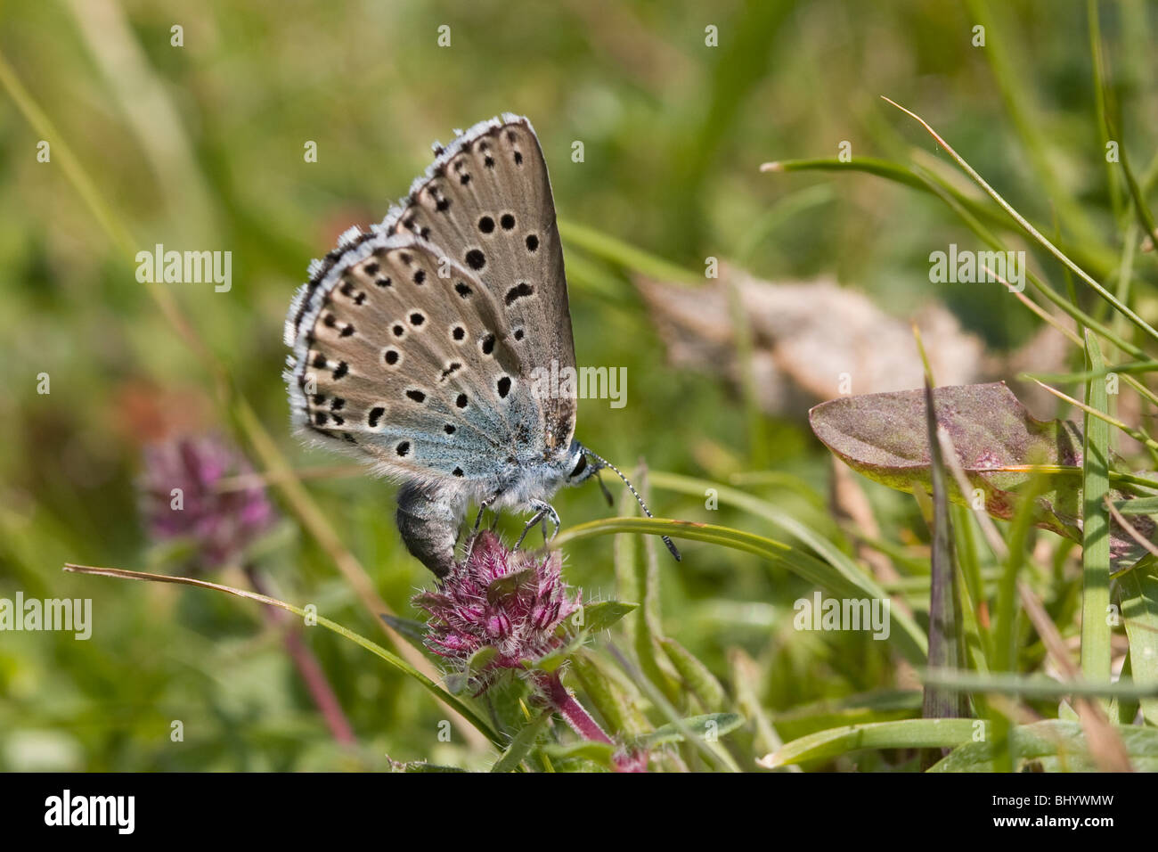 Large Blue - Maculinea arion. Female egg laying Stock Photo - Alamy