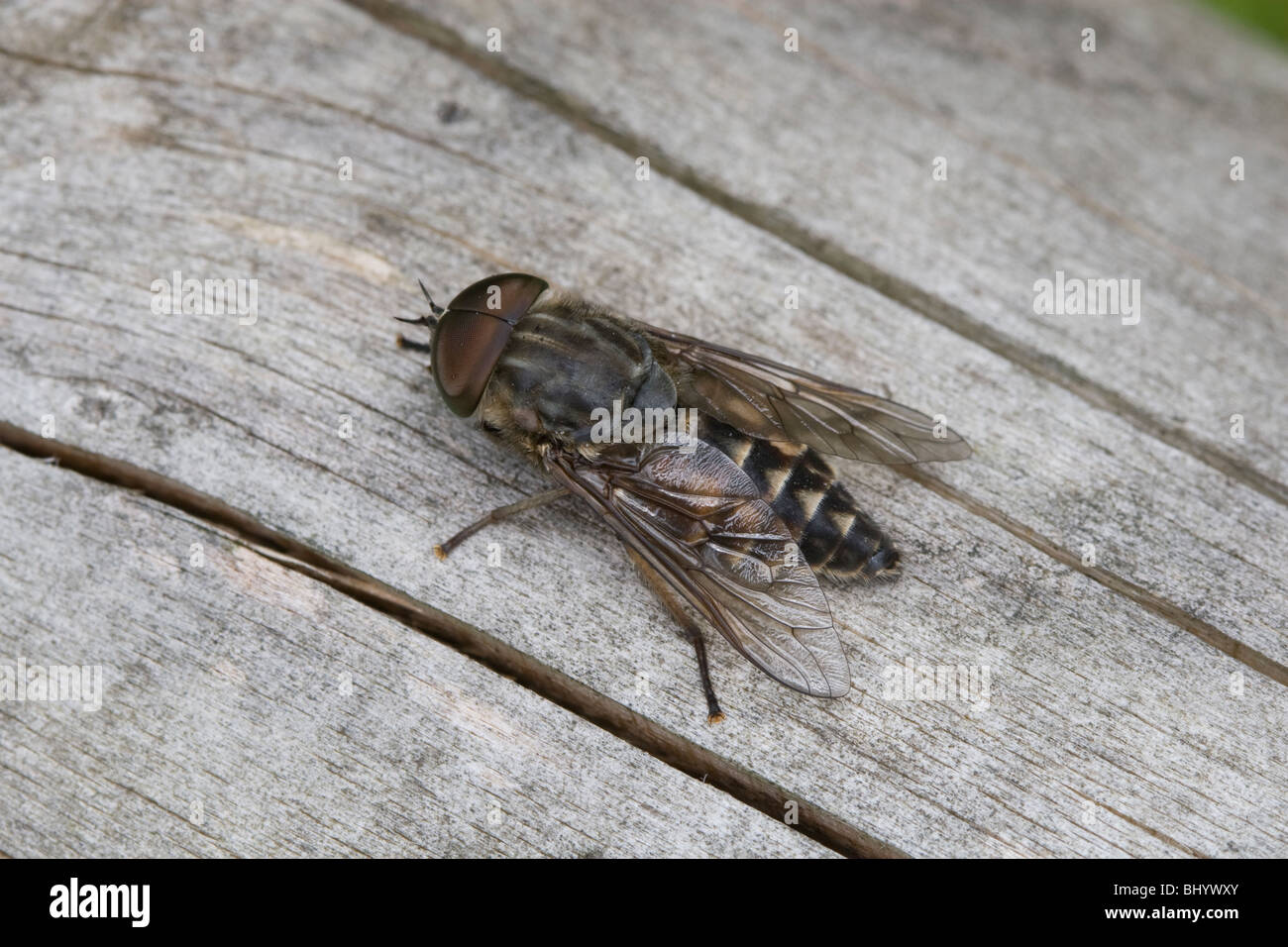Dark Giant Horsefly High Resolution Stock Photography and Images - Alamy