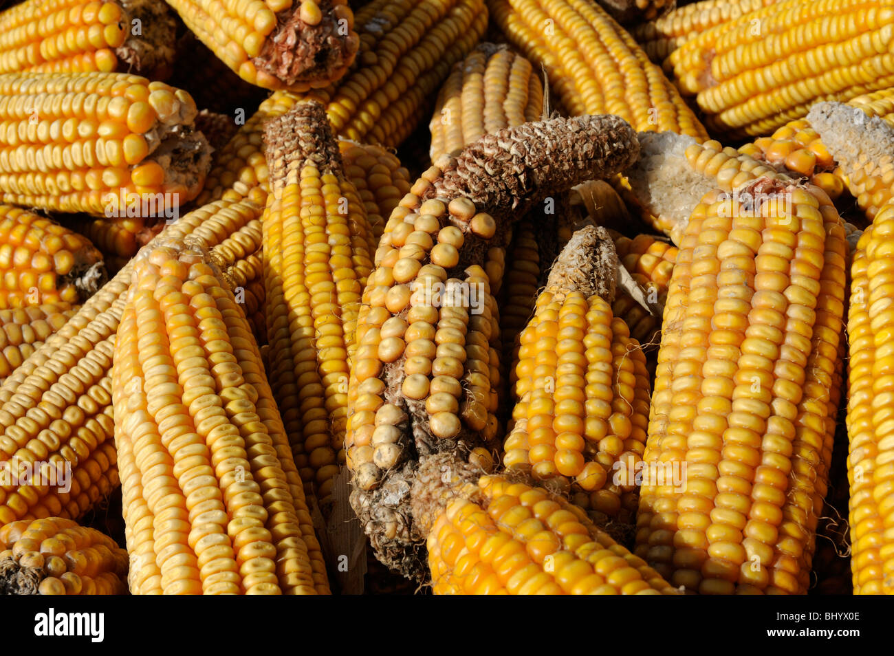 Drying maize cobs hi-res stock photography and images - Alamy