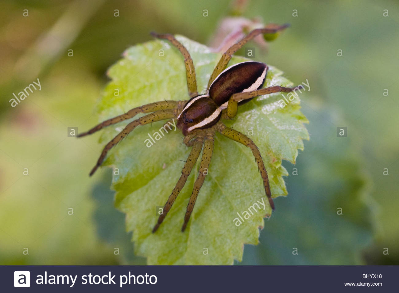 Raft Spider High Resolution Stock Photography and Images - Alamy