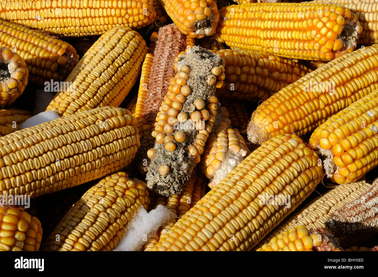 Drying Maize Cobs High Resolution Stock Photography and Images - Alamy
