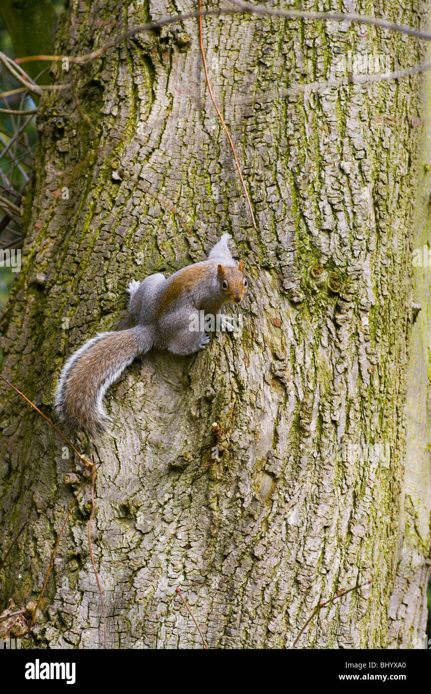 Sciurus carolinensis tree hi-res stock photography and images - Alamy