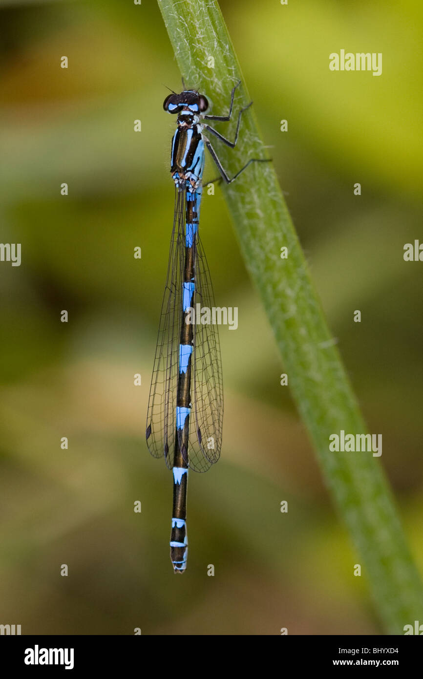 Female Variable Damselfly High Resolution Stock Photography and Images ...