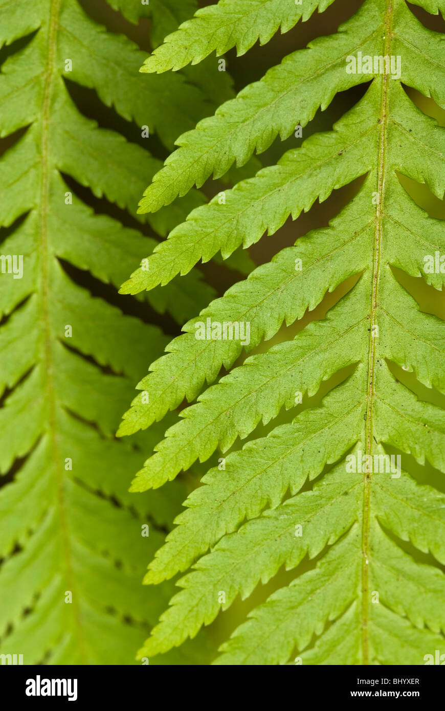 Plant With Jagged Leaves High Resolution Stock Photography and Images ...