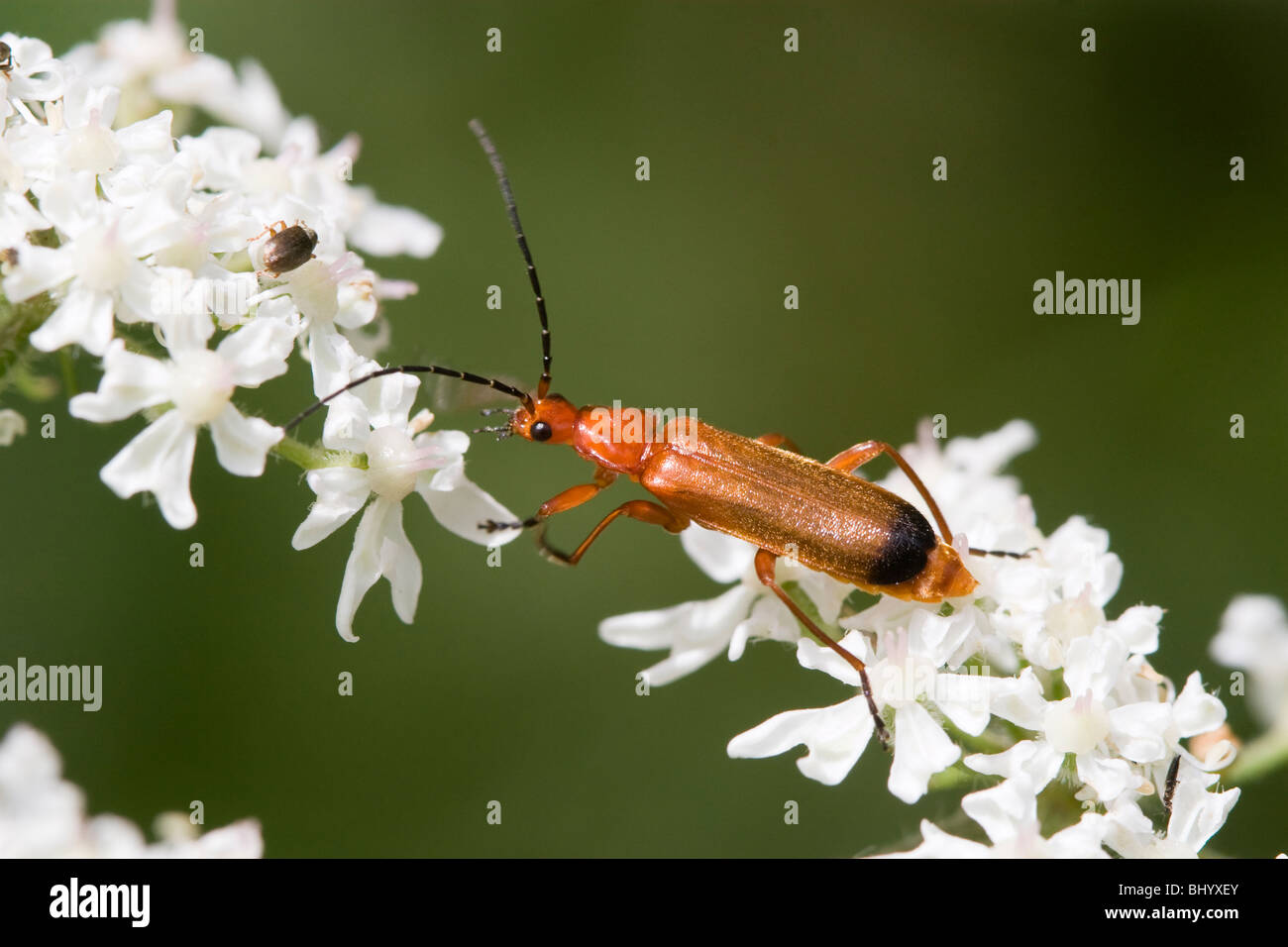 Common red soldier beetle Stock Photo - Alamy
