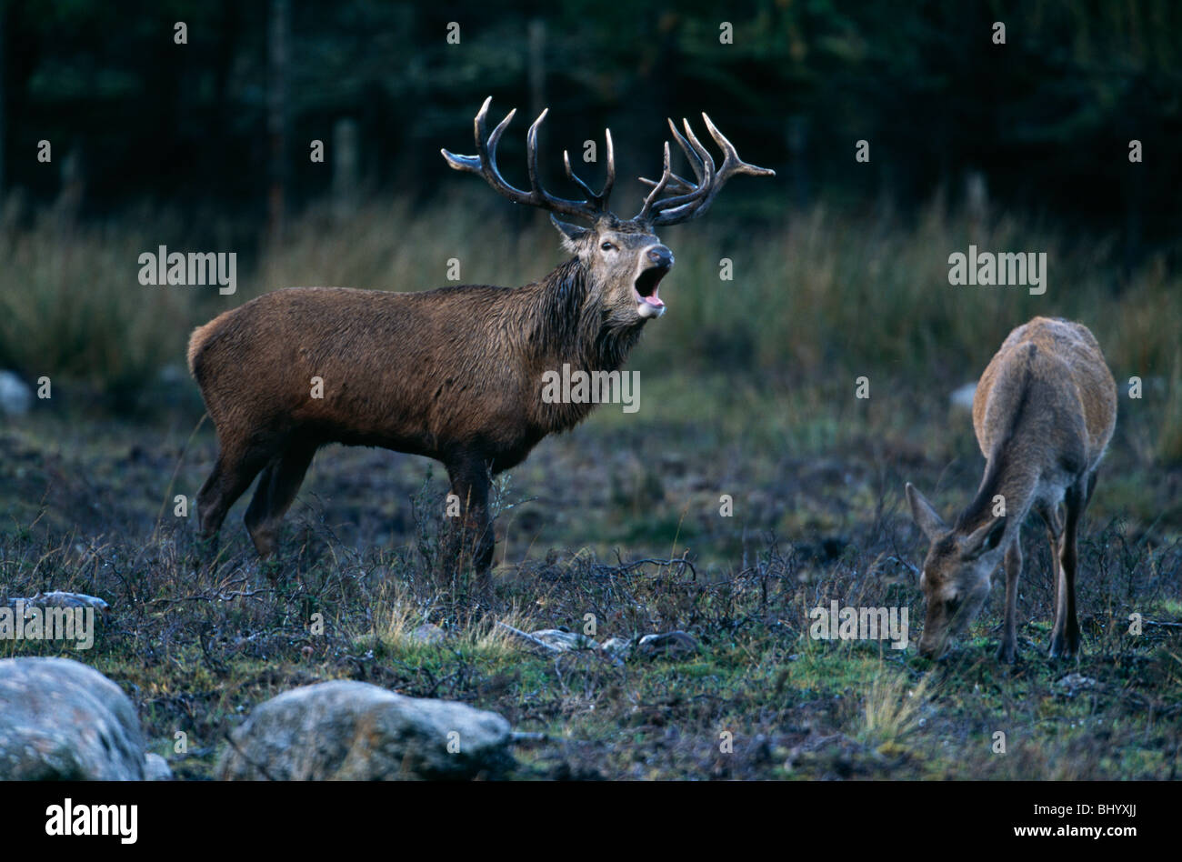 Red Deer stag roaring Stock Photo - Alamy