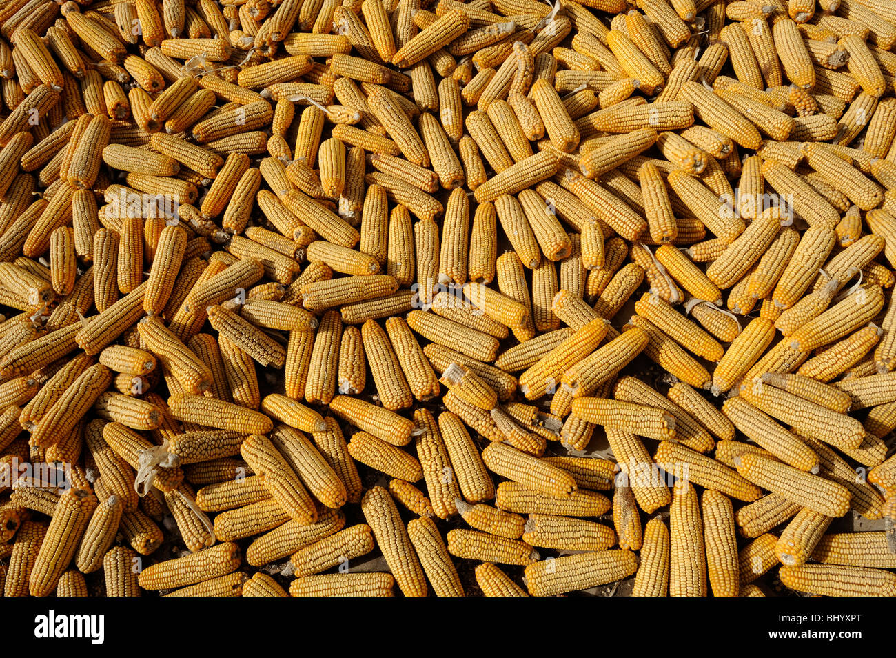 Corn cobs drying - China Stock Photo - Alamy