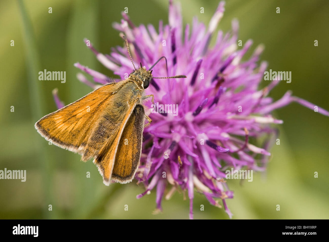 Lulworth skipper hi-res stock photography and images - Alamy