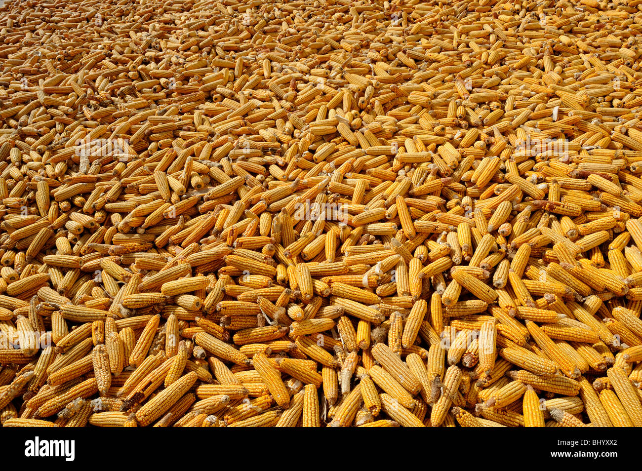 Drying Maize Cobs High Resolution Stock Photography and Images - Alamy