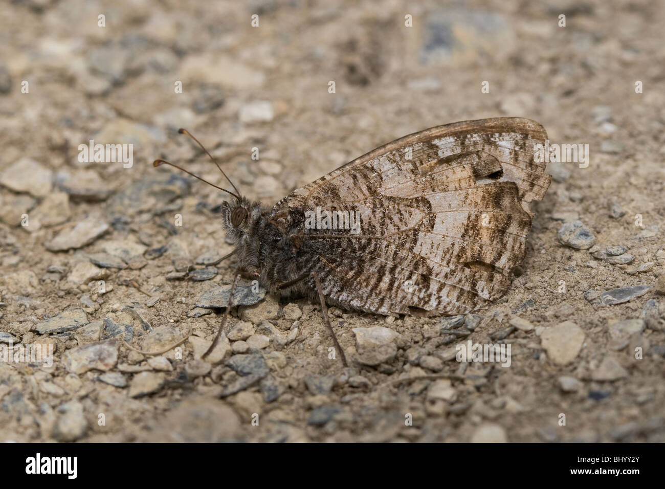 Grayling - Hipparchia semele Stock Photo - Alamy