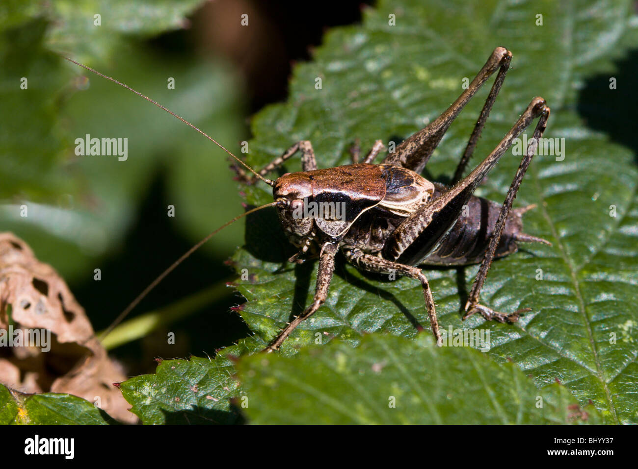 Dark Bush-cricket - Pholidoptera griseoaptera. Male Stock Photo - Alamy
