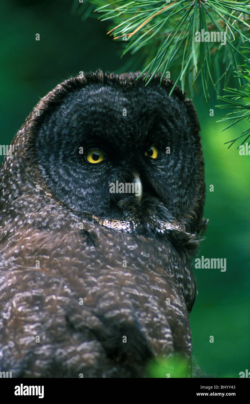 Great gray owl ear hi-res stock photography and images - Alamy