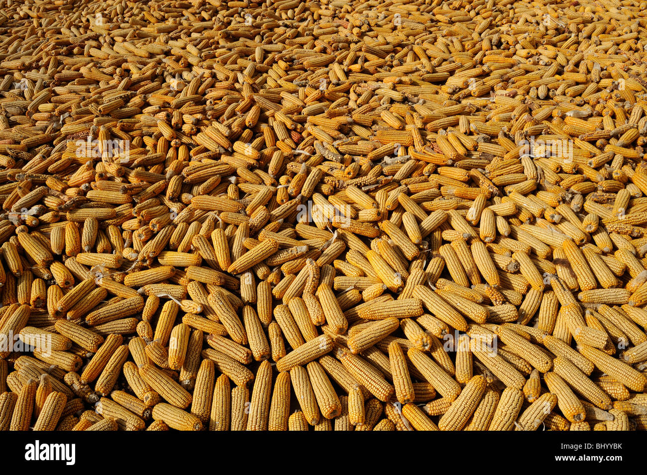 Corn cobs drying - China Stock Photo - Alamy