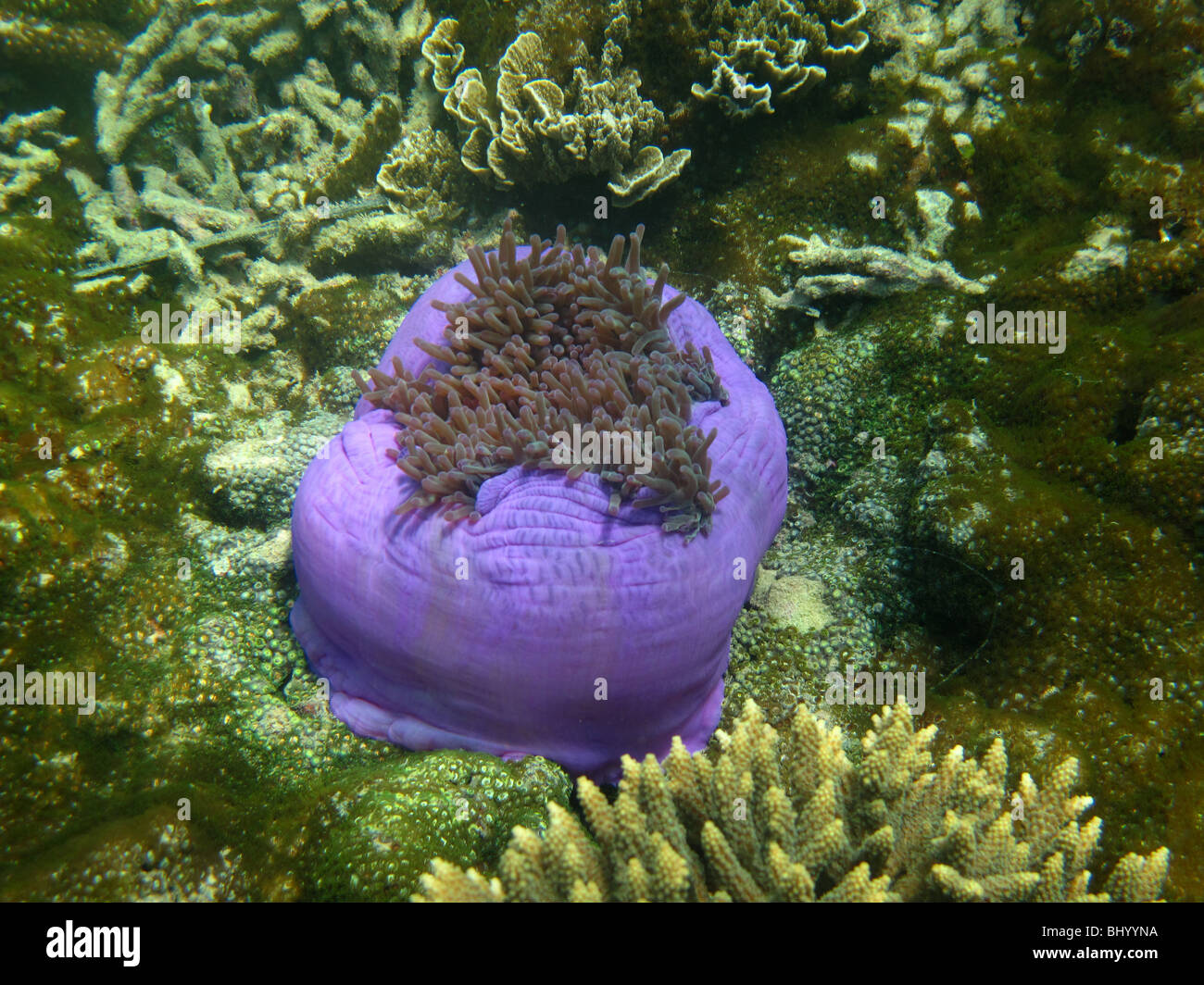 Sea animal animals hi-res stock photography and images - Alamy