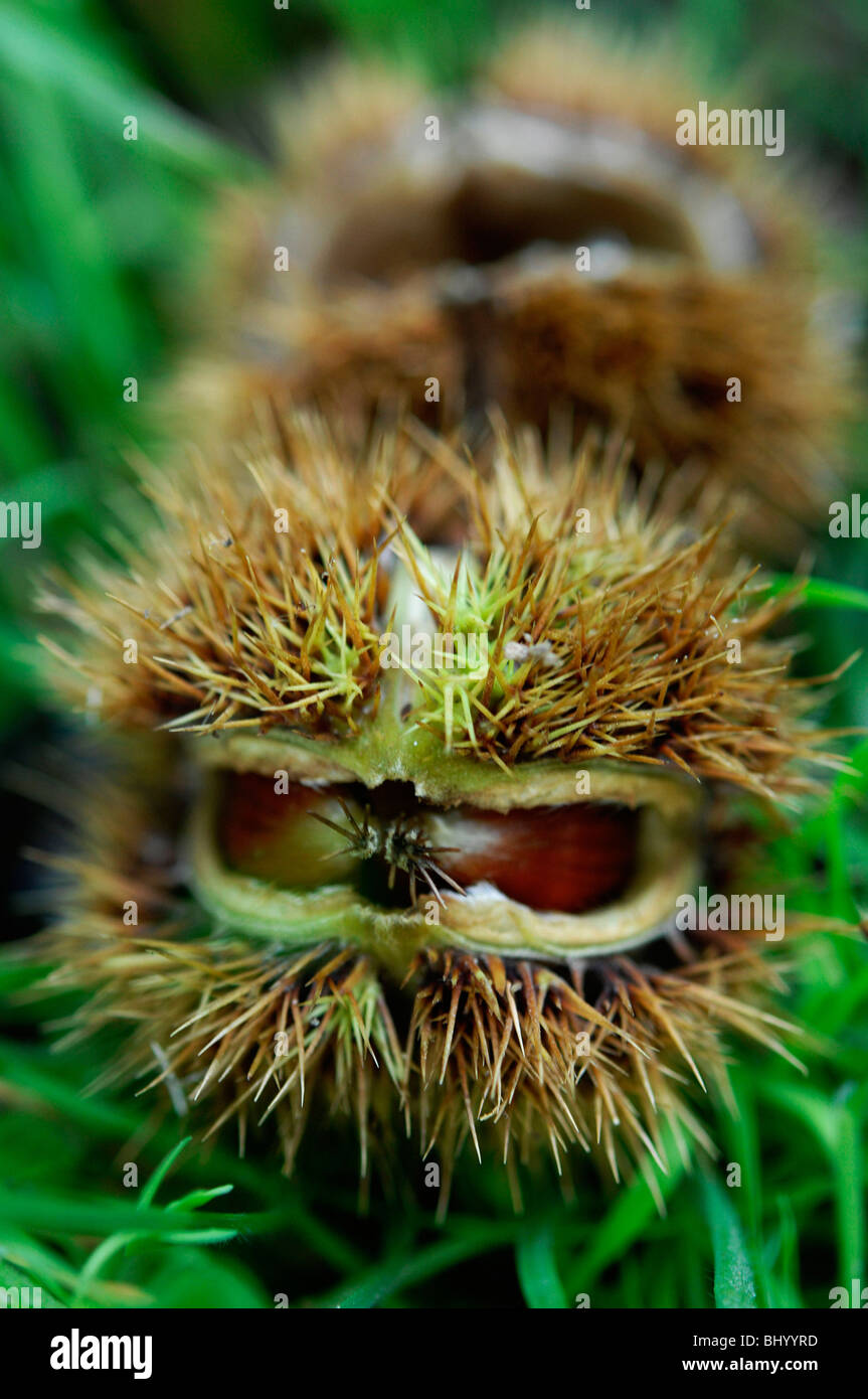 Tnut hi-res stock photography and images - Alamy