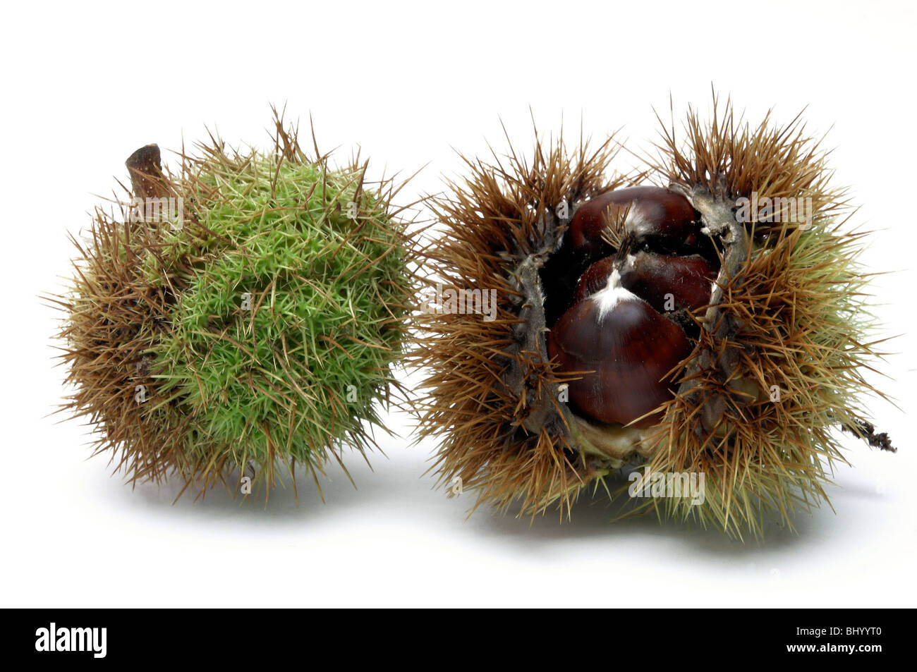 Chestnut picture Cut Out Stock Images & Pictures - Alamy