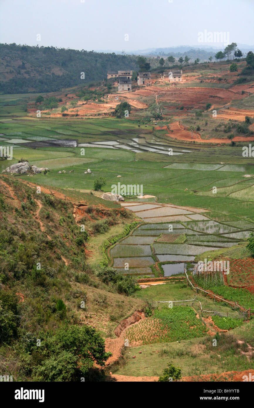 Madagascar rice terrace hi-res stock photography and images - Alamy