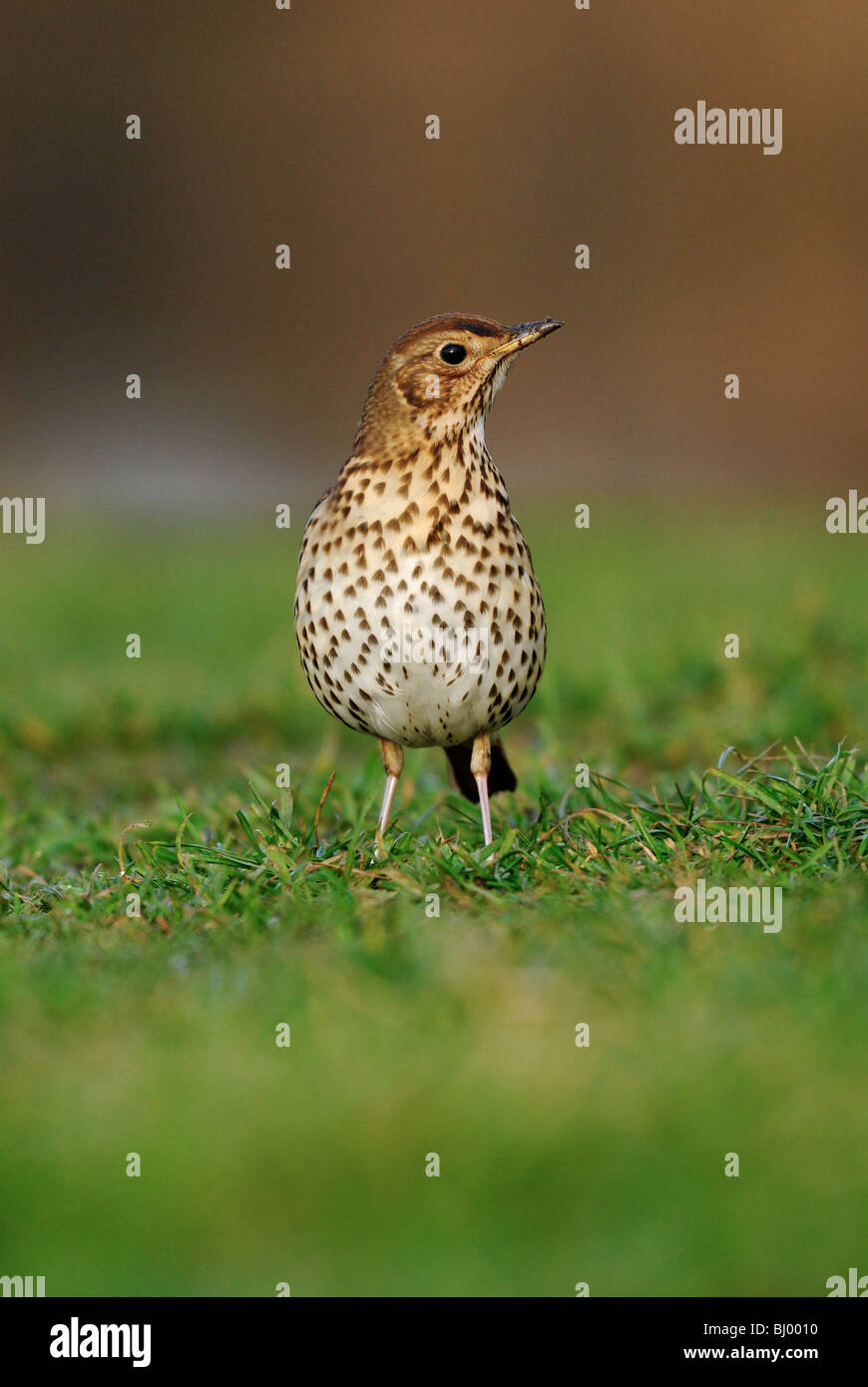 Thrush picture hi-res stock photography and images - Alamy