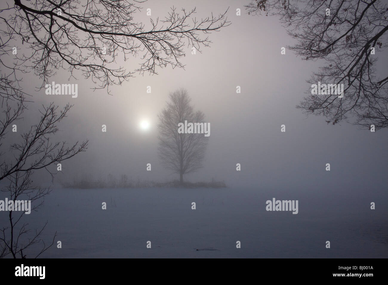 Early morning fog & trees Michigan USA, by Carol Dembinsky/Dembinsky ...