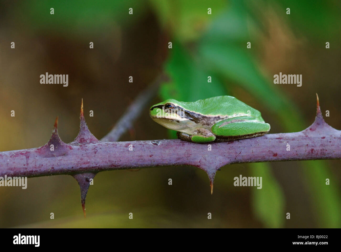 Mediterranean Tree Frog or Stripeless Tree Frog Stock Photo - Alamy