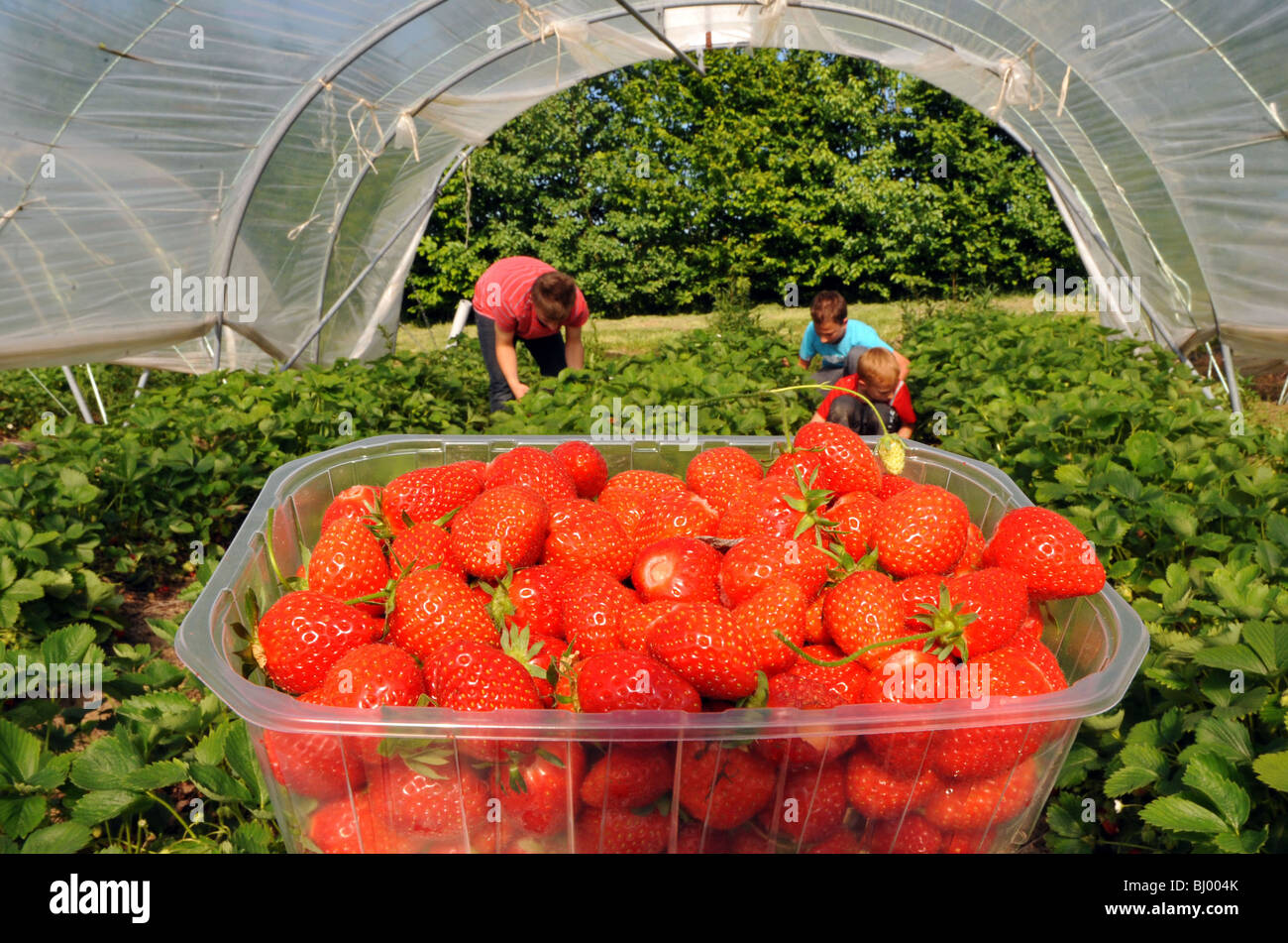 Strawberry harvest child hi-res stock photography and images - Alamy