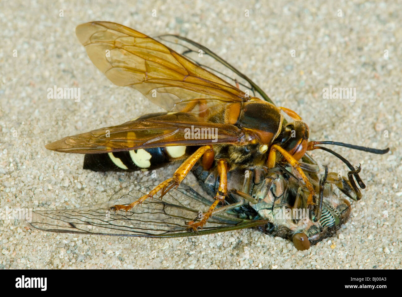 Cicada Killer Sting Wound