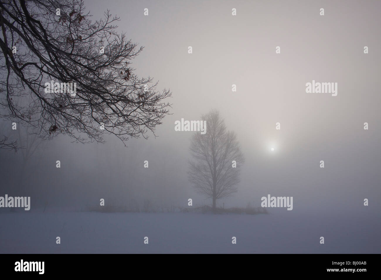 Early morning fog & trees Michigan USA, by Carol Dembinsky/Dembinsky ...