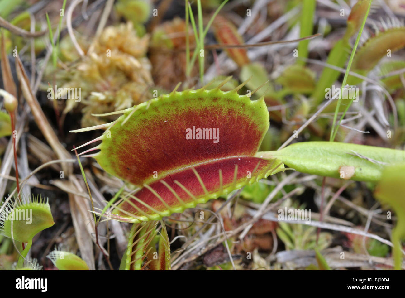 Venus Flytrap Dionaea Muscipula Open High Resolution Stock Photography ...