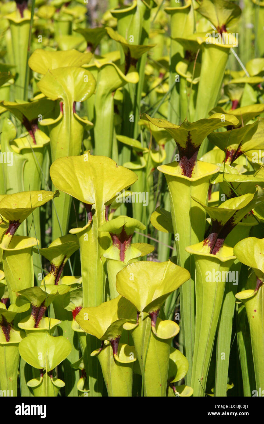 Carnivorous Plant Yellow or Trumpet Pitcher Plants Sarracenia flava var ...
