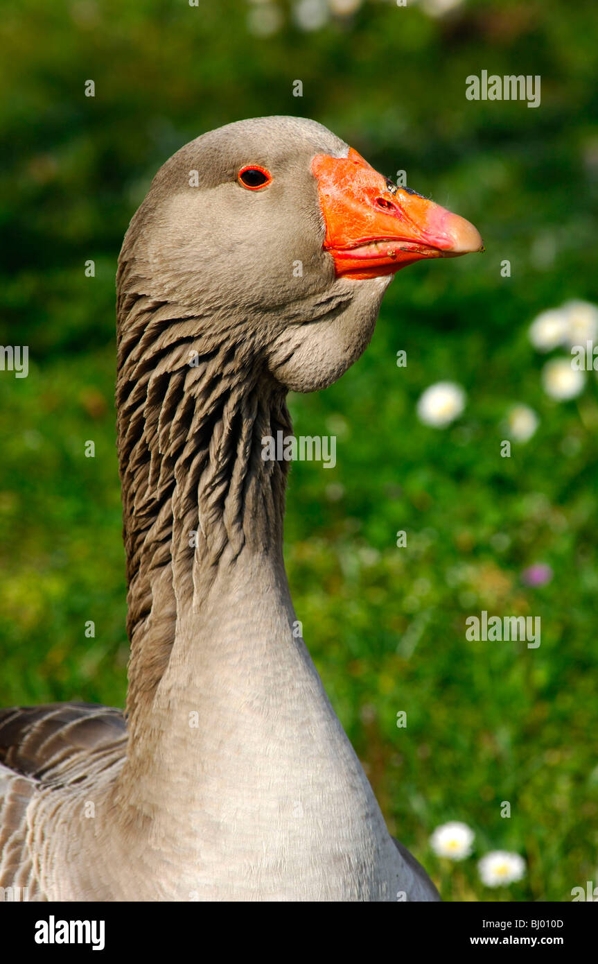 Toulouse Domestic Goose Stock Photos & Toulouse Domestic Goose Stock ...