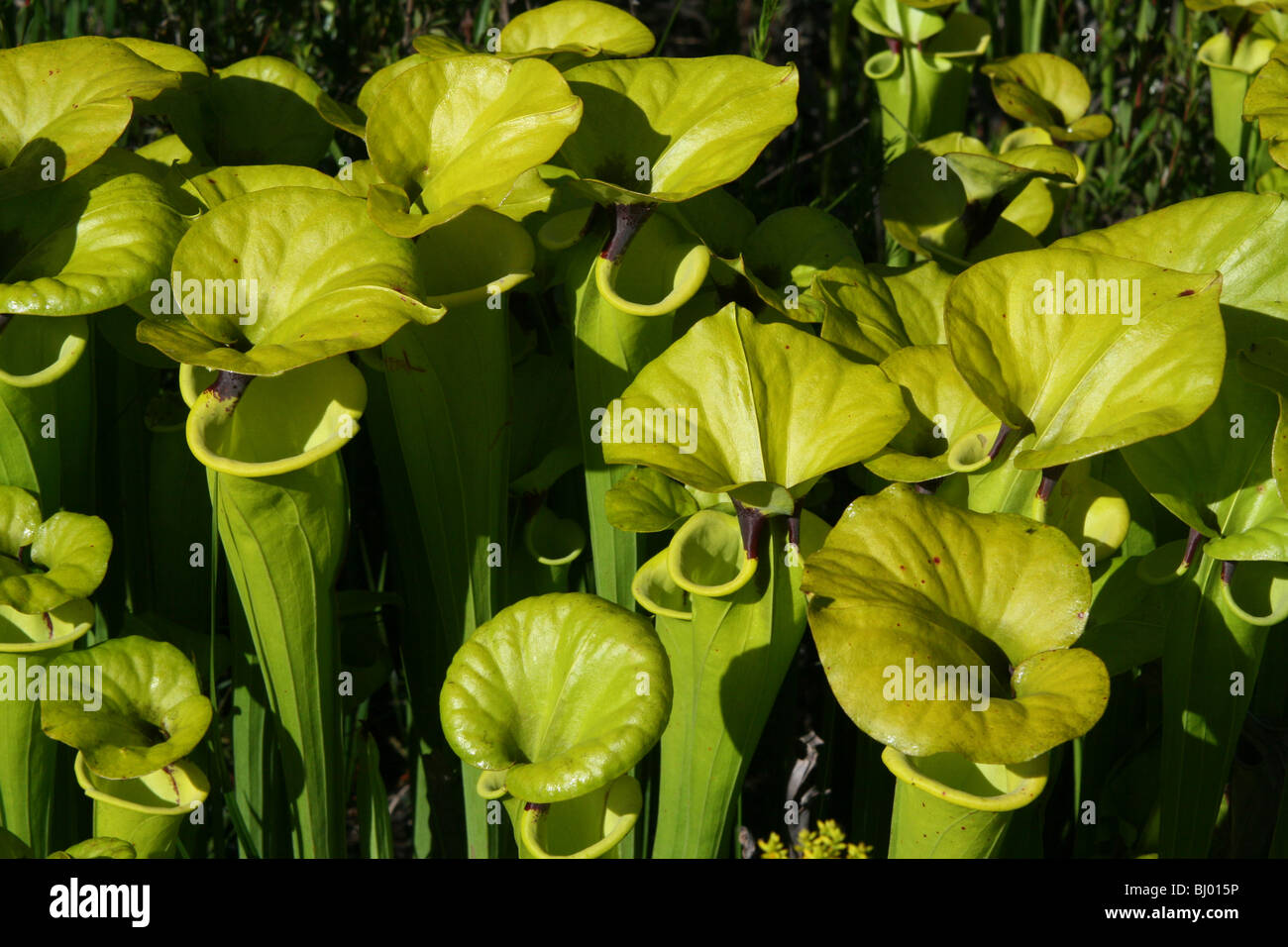 Carnivorous Plant Yellow or Trumpet Pitcher Plants Sarracenia flava var ...