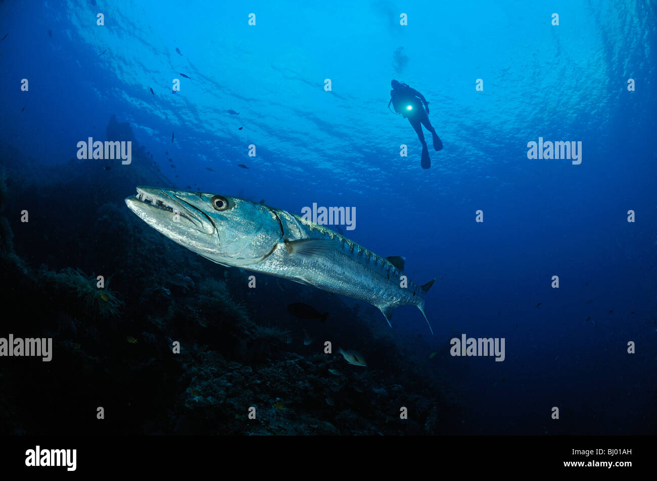 Sawtooth Barracuda Fish