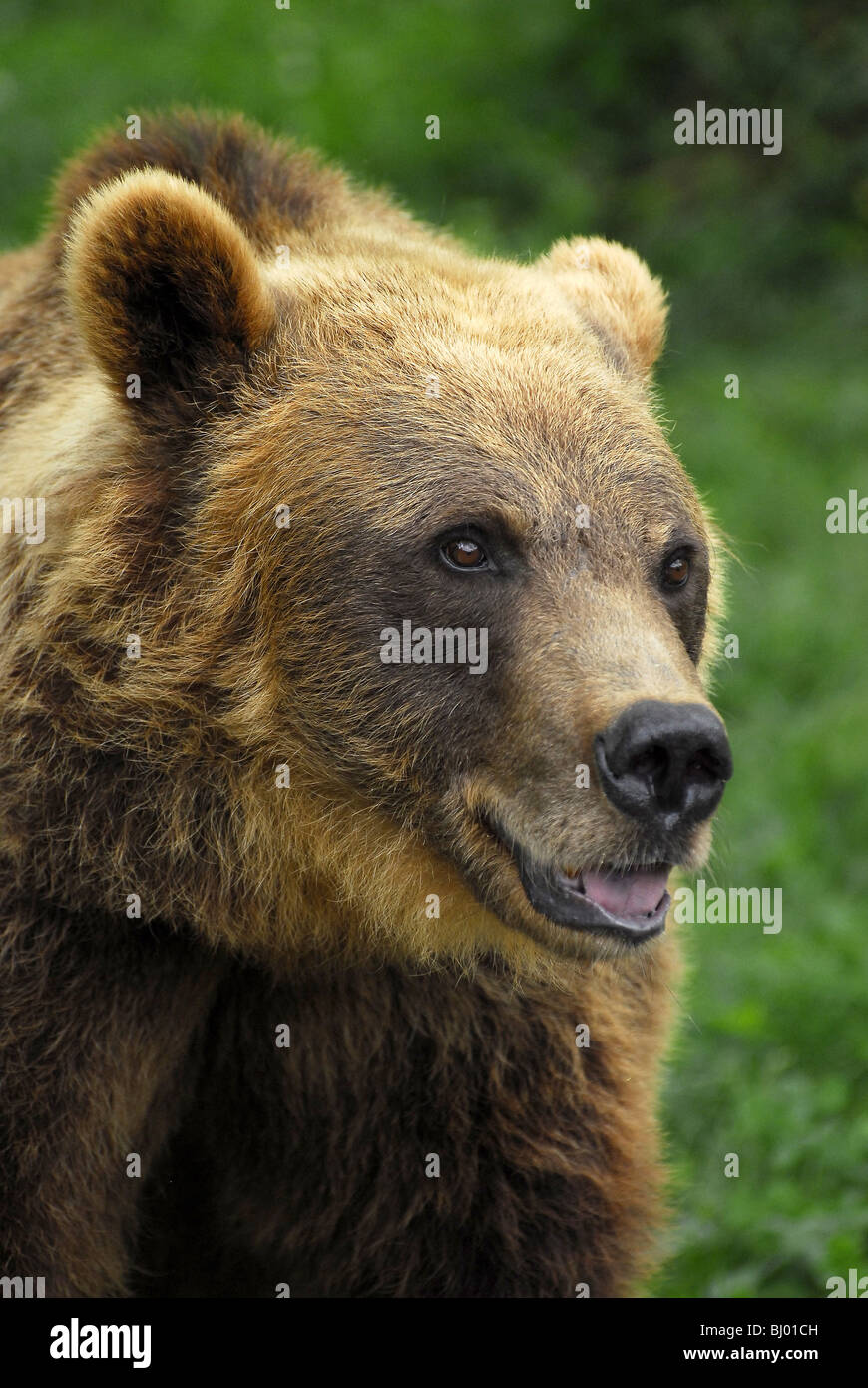 Pyrenean Brown Bear Stock Photo - Alamy