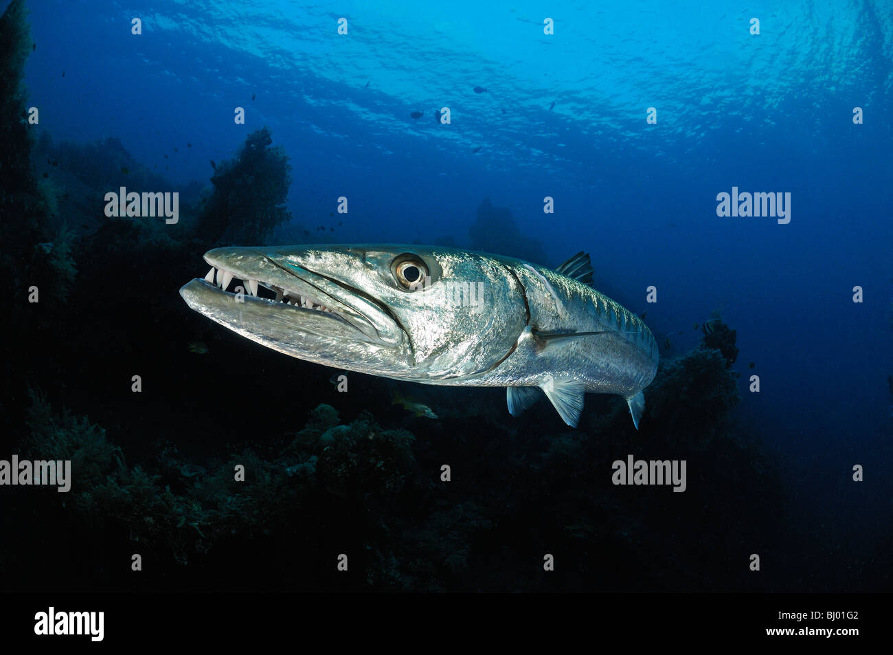 Sphyraena qenie, Sphyraena putnamiae, Blackfin Barracuda, Bali ...
