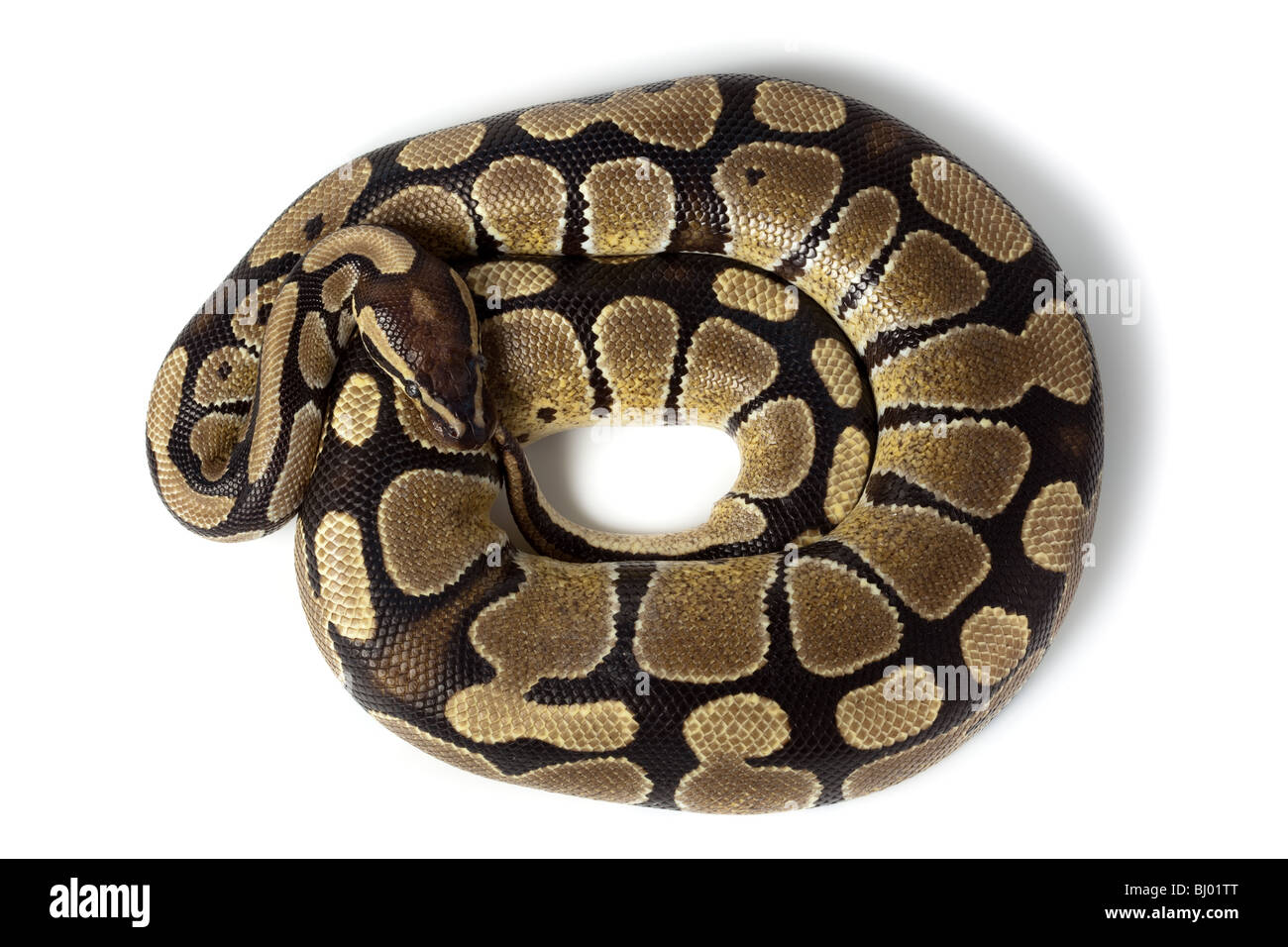 Royal python snake Cut Out Stock Images & Pictures - Alamy