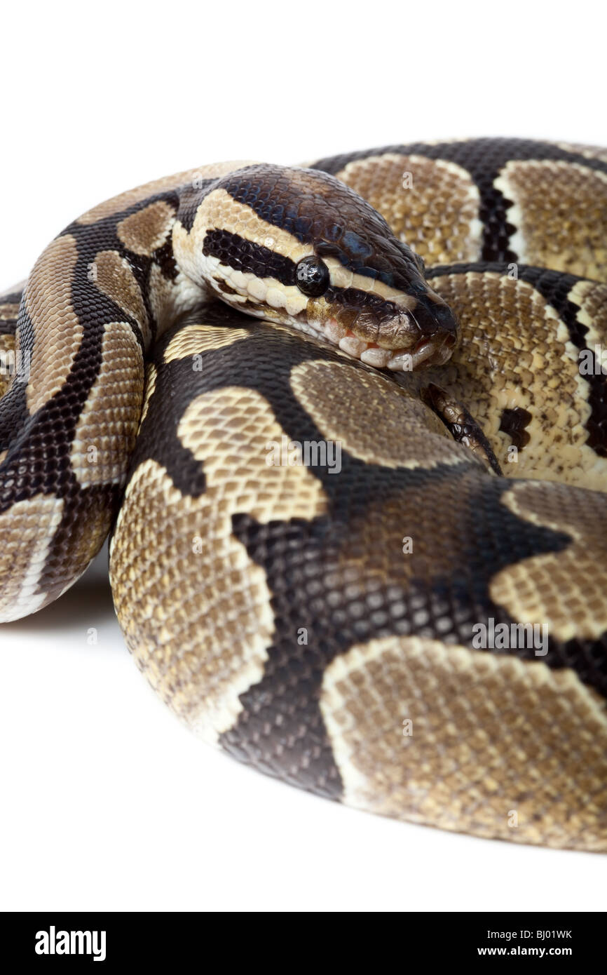 Python Regius Stock Photos & Python Regius Stock Images - Alamy