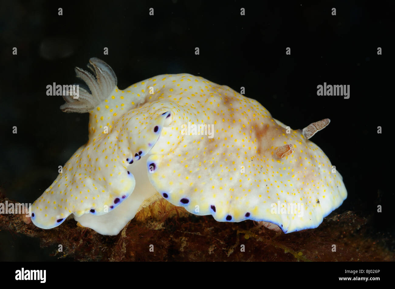 Sea slug yellow chromodoris hi-res stock photography and images - Alamy
