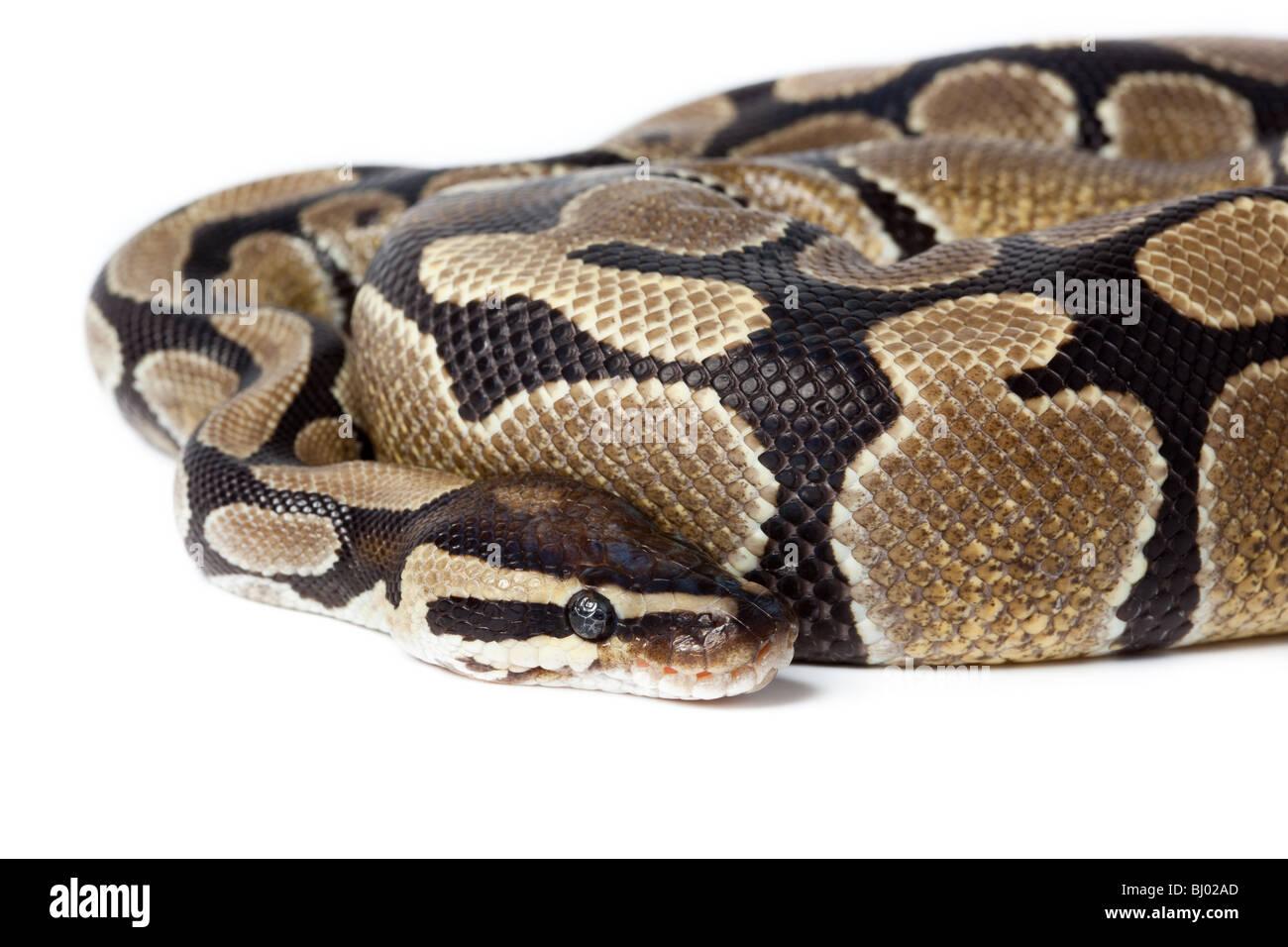 Curl snake hi-res stock photography and images - Alamy